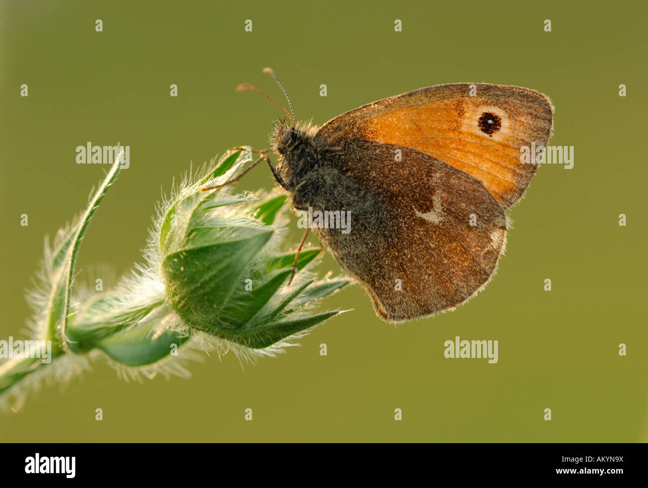 Small heath (butterfly) (Coenonympha pamphilus Stock Photo - Alamy