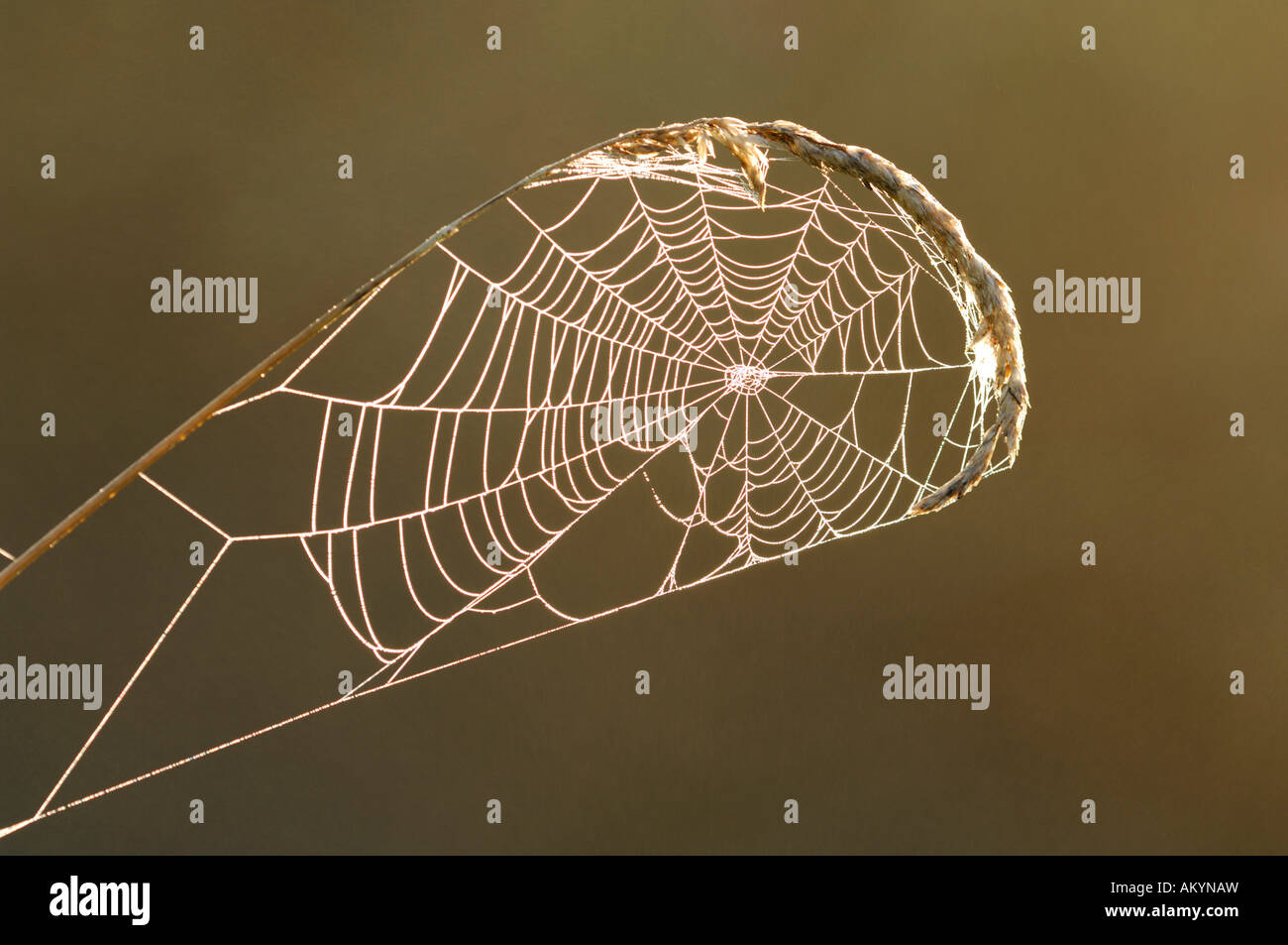 Cobweb hi-res stock photography and images - Alamy