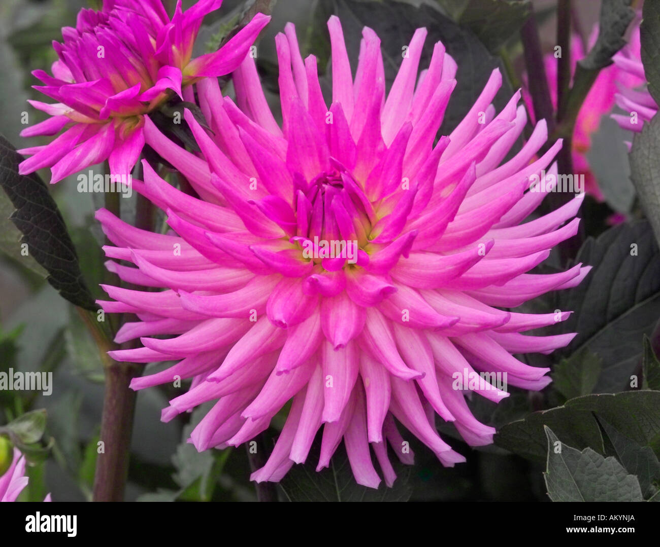 Pink Cactus Dahlia Stock Photo - Alamy