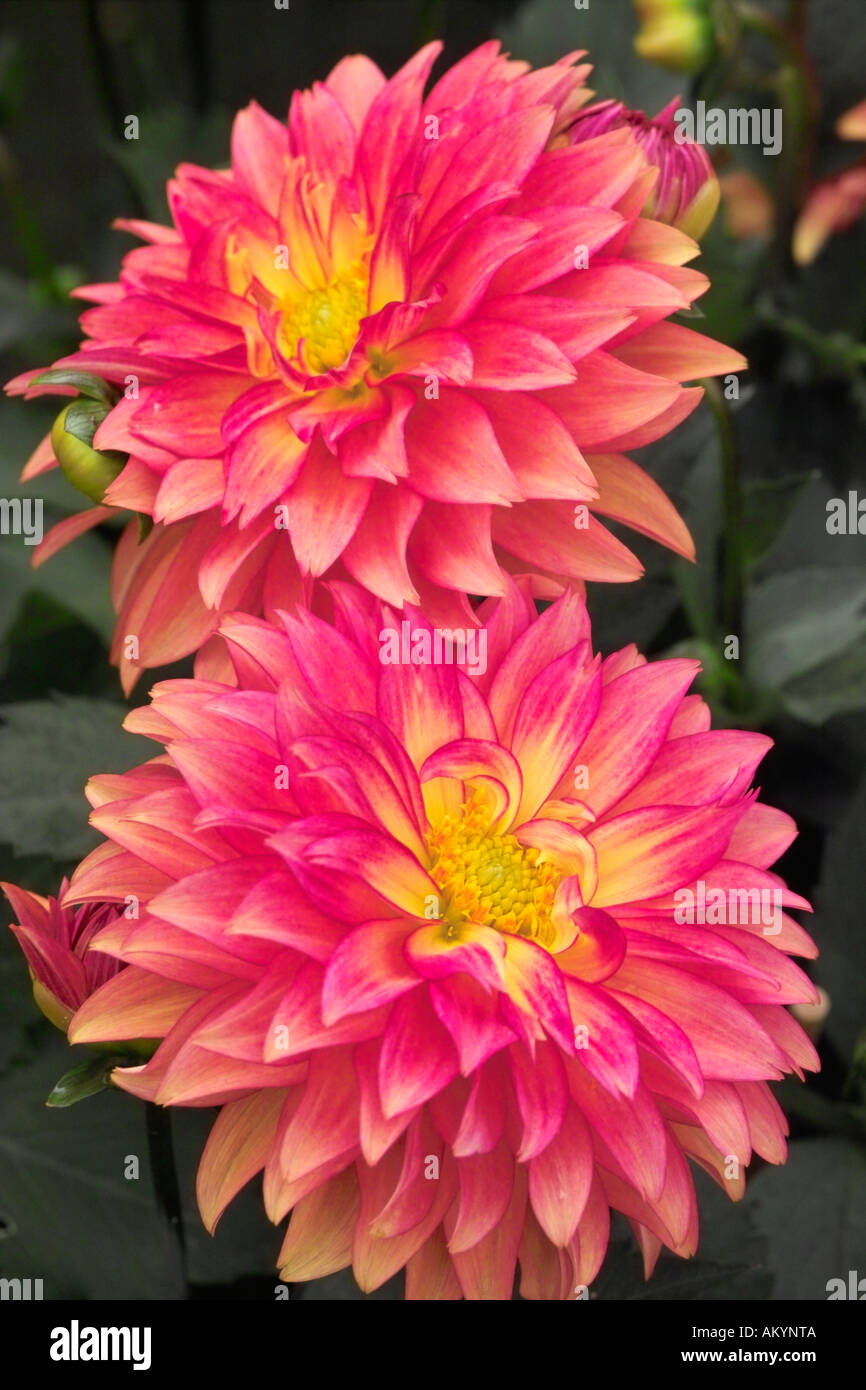 Dahlia Simon Couzens Stock Photo - Alamy