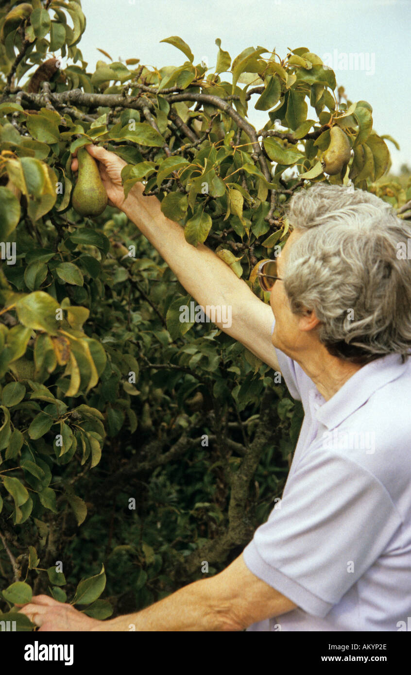 Lady picking crops hi-res stock photography and images - Alamy