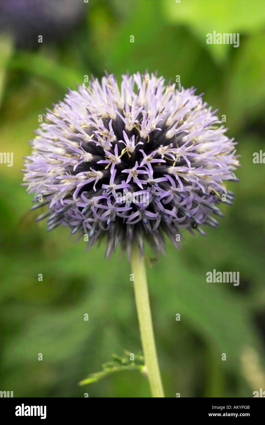 Echinops Bannaticus "Taplow Blue Stock Photo - Alamy