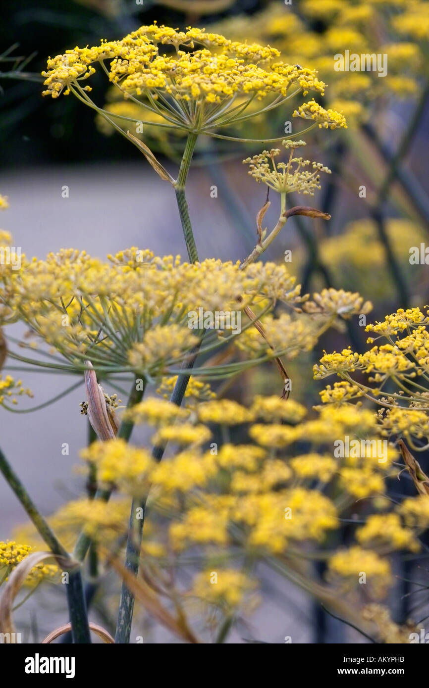 Fennel yellow flower hi-res stock photography and images - Alamy