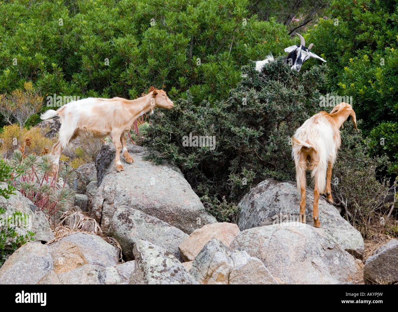 Three goats hi-res stock photography and images - Alamy