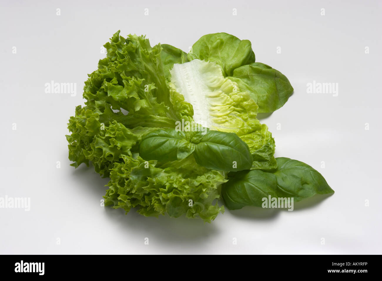 Lettuce leaves with basil Stock Photo - Alamy