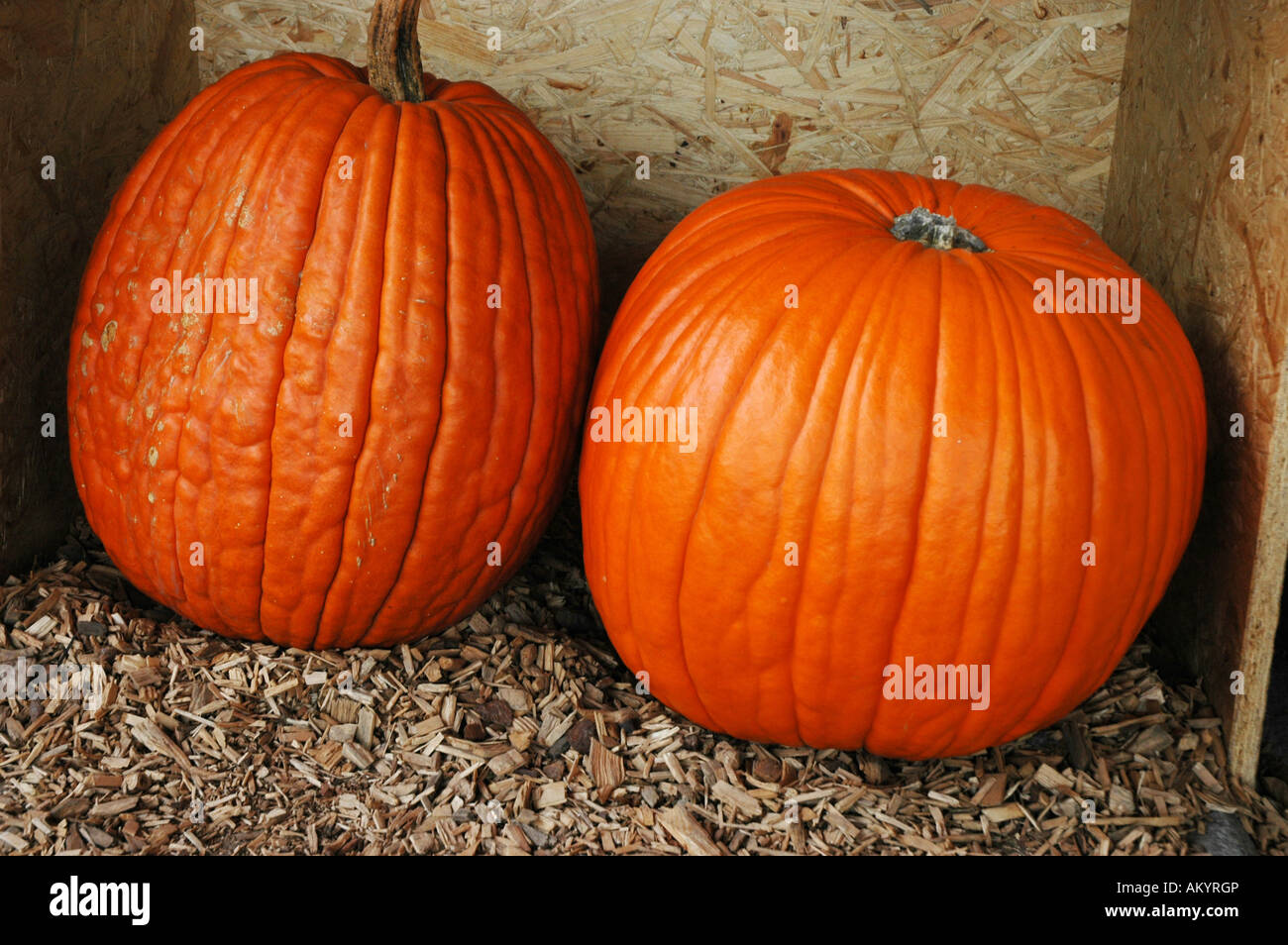 Two large orange Pumpkins for sale at a farm in Switzerland Stock Photo ...