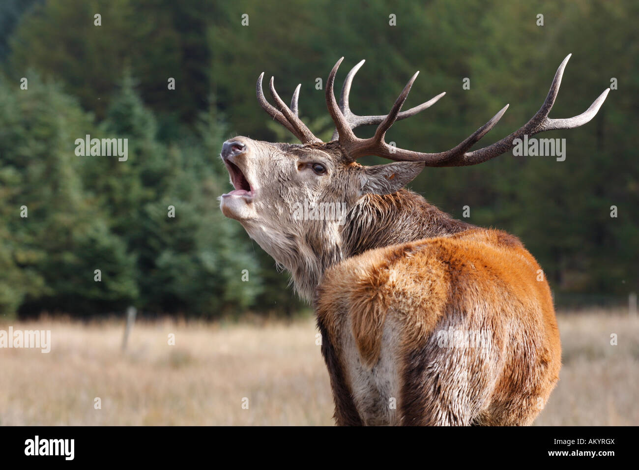 Scottish red deer stag bellowing during the rut Stock Photo - Alamy