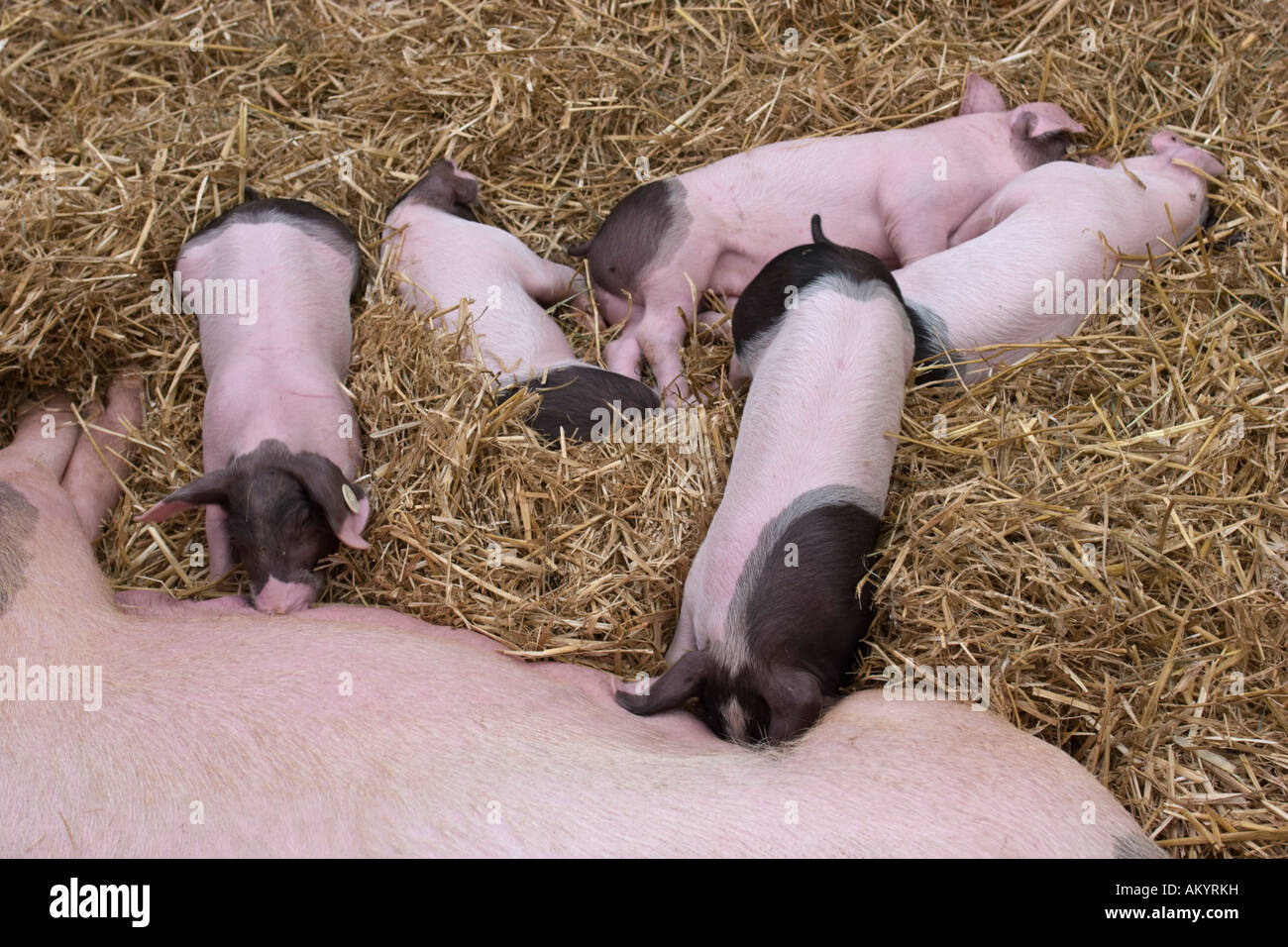 Piglets lactate hi-res stock photography and images - Alamy