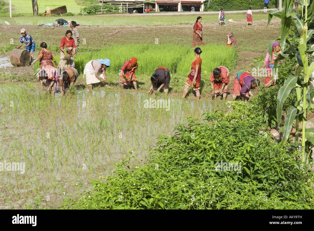 Rice harvest at Kathmandu valley, Nepal Stock Photo - Alamy