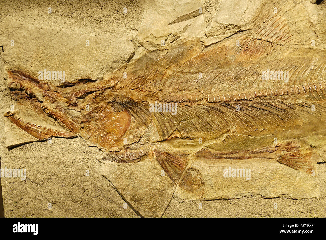 Primeval salmon, fossil or petrifaction Stock Photo - Alamy