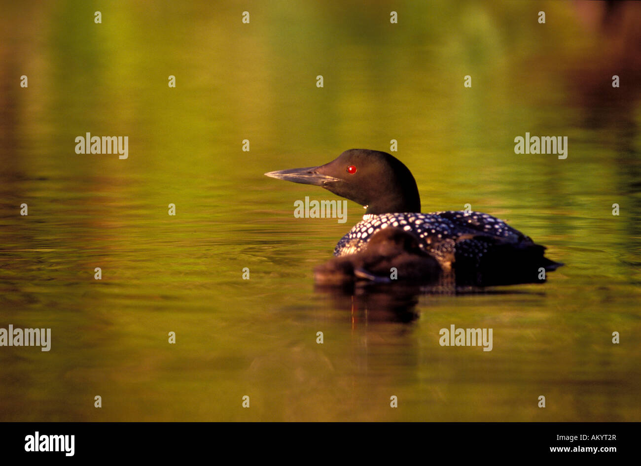 Common Loon on Seagull Lake in the Boundary Waters Canoe Area ...
