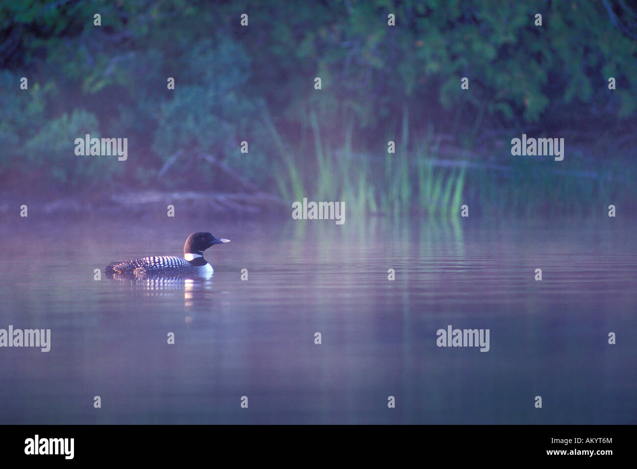 Common Loon on Seagull Lake in the Boundary Waters Canoe Area ...