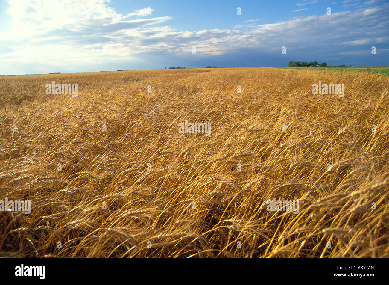 Wheat field in the Red River Valley of Minnesota Stock Photo - Alamy