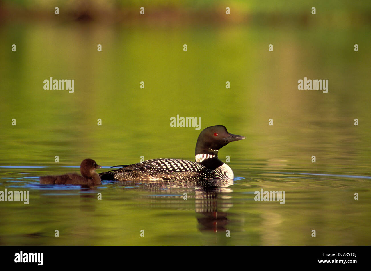 Common Loon on Seagull Lake in the Boundary Waters Canoe Area ...