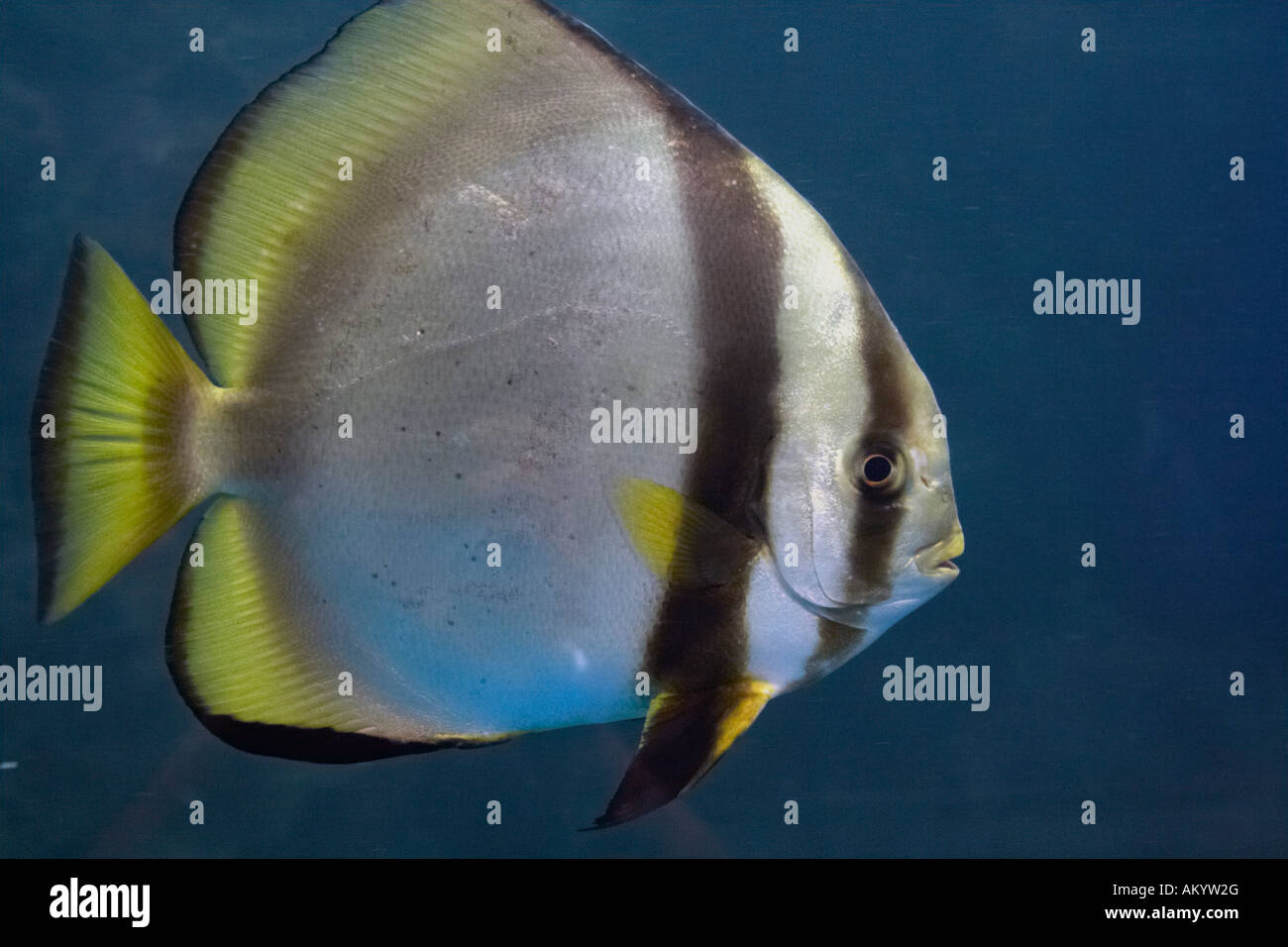 Tropical Fish, Phuket Aquarium, Phuket, Thailand Stock Photo - Alamy