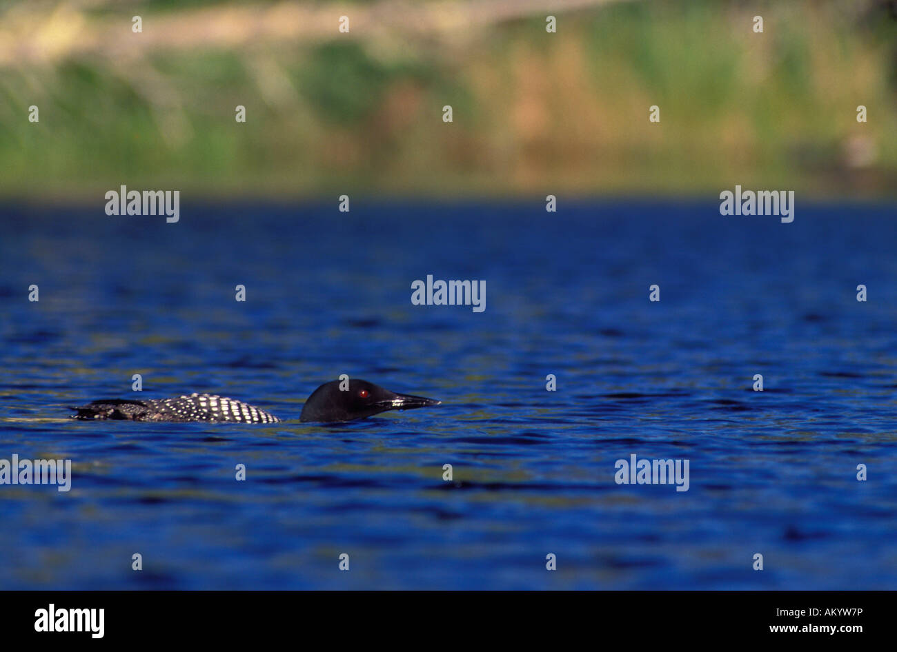 Common Loon on Seagull Lake in the Boundary Waters Canoe Area ...