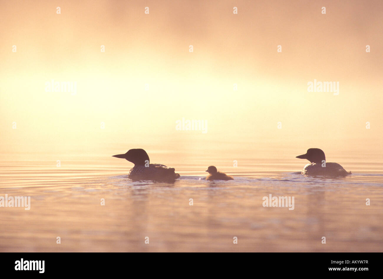 Common Loon on Seagull Lake in the Boundary Waters Canoe Area ...