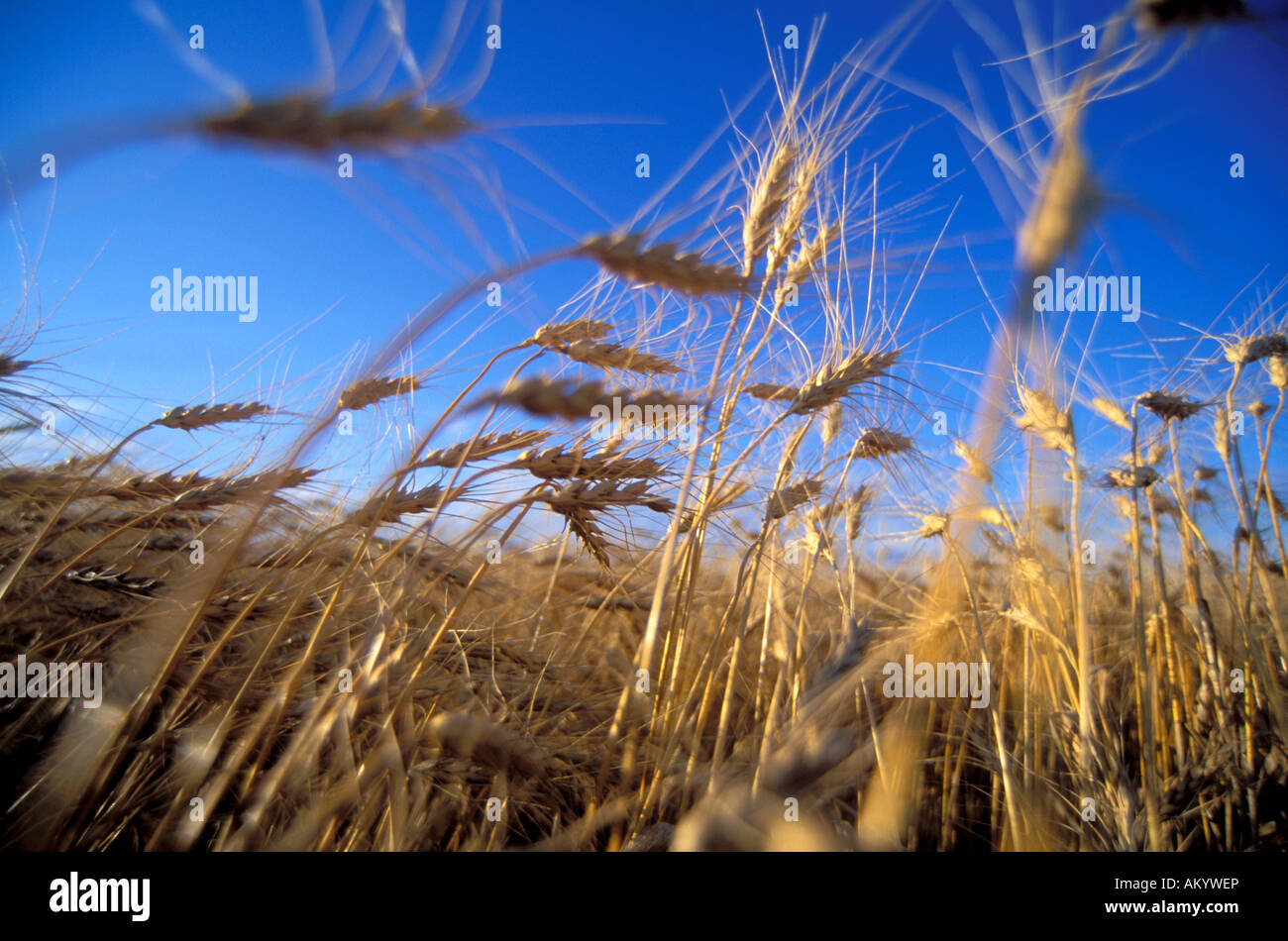 Wheat field in the Red River Valley of Minnesota Stock Photo - Alamy