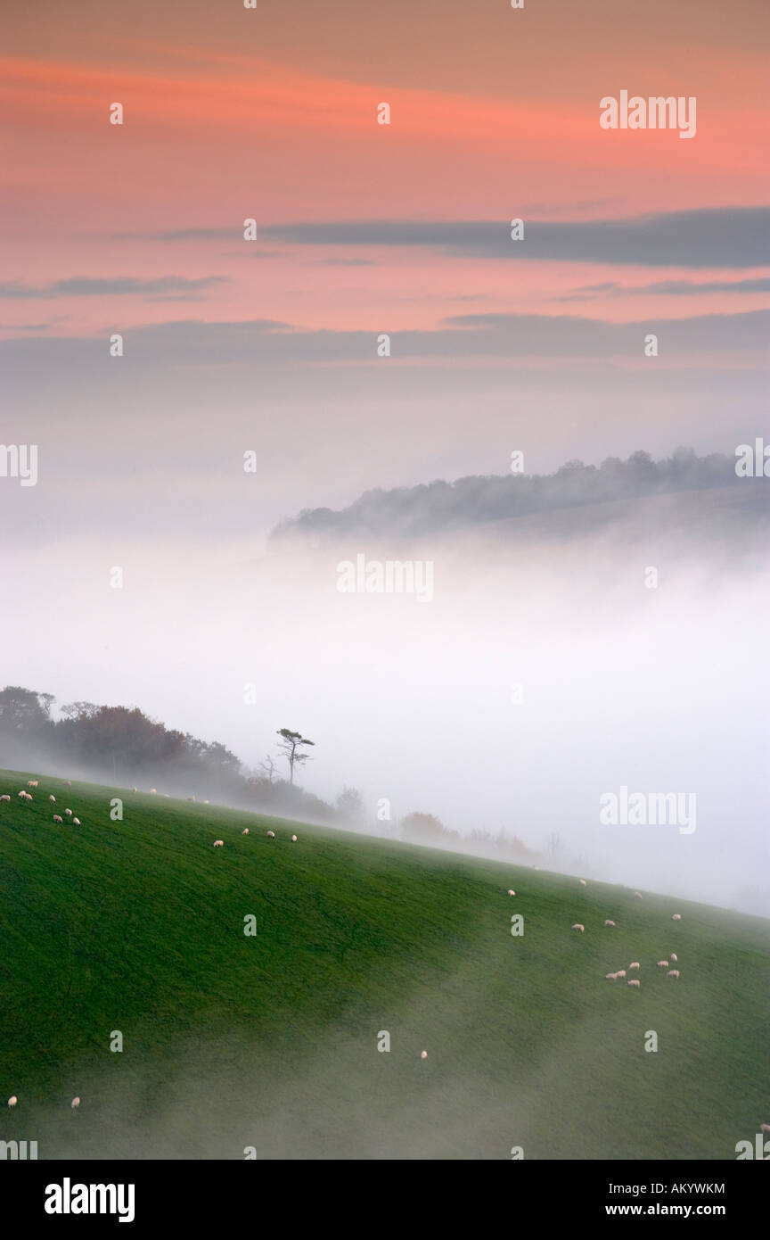 Hod Hill, near Shaftesbury, Dorset, UK Stock Photo - Alamy