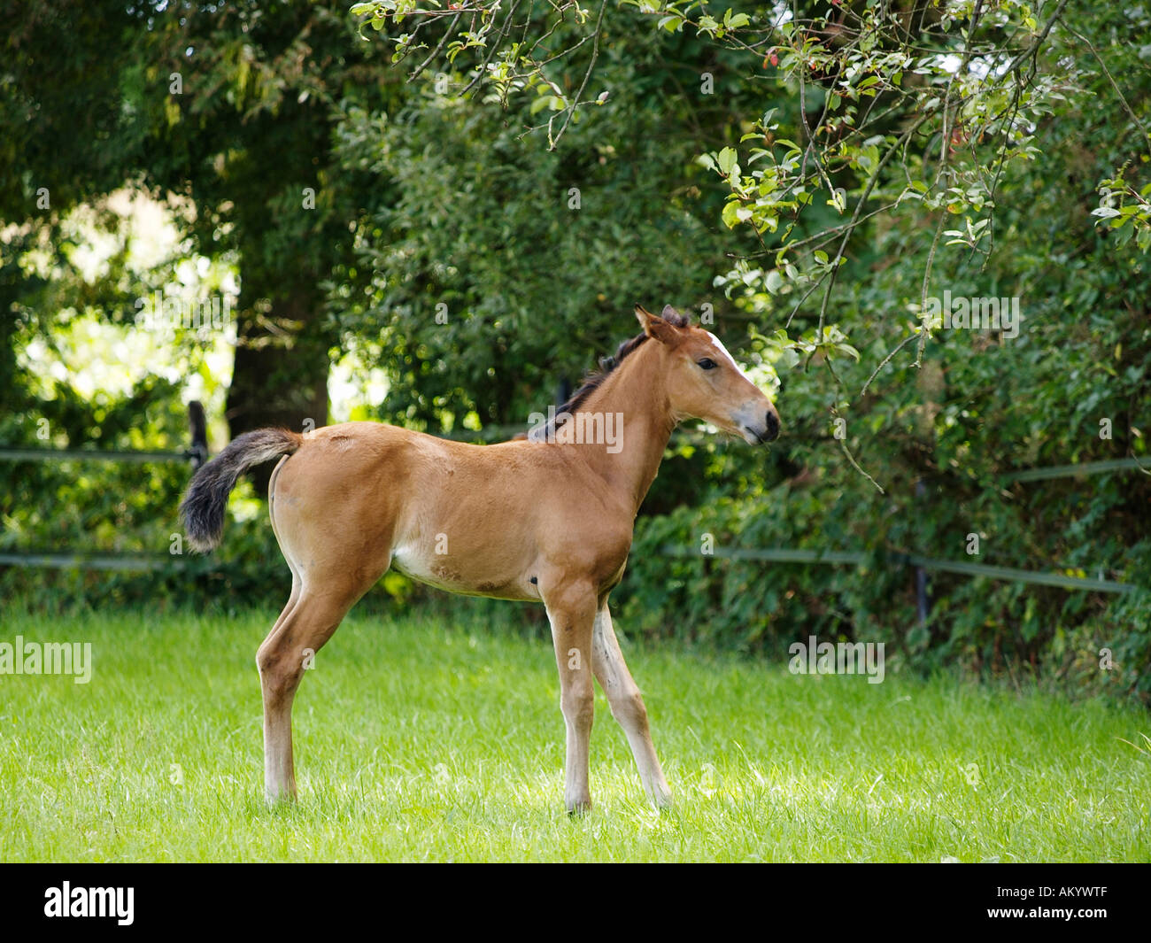 Beautiful little foal named Bambi in grass field lined with trees ...