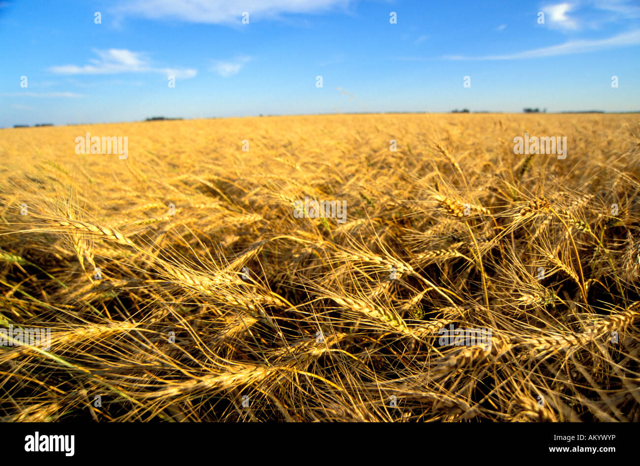 Wheat field in the Red River Valley of Minnesota Stock Photo - Alamy