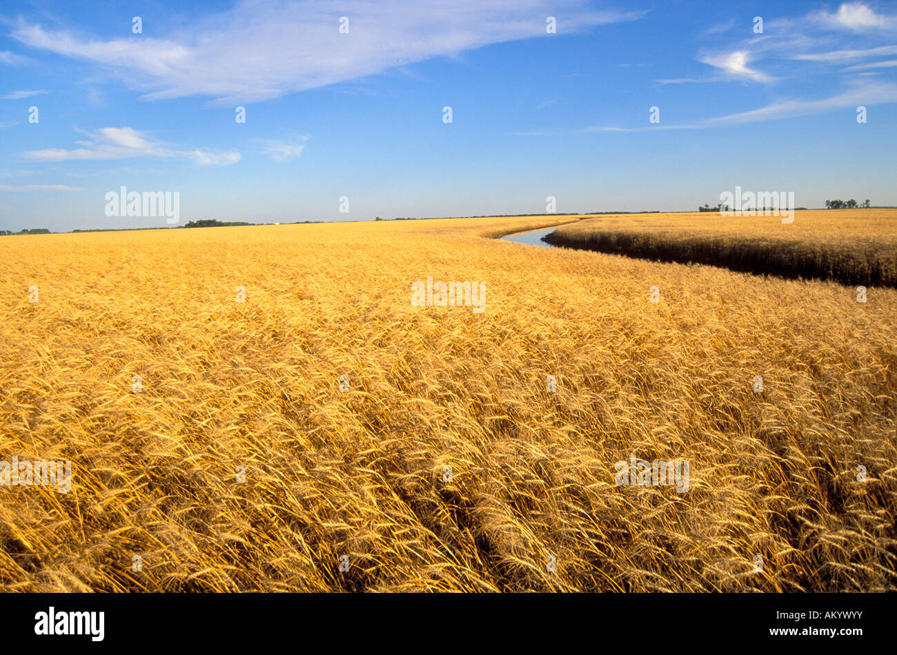 Wheat field in the Red River Valley of Minnesota Stock Photo - Alamy