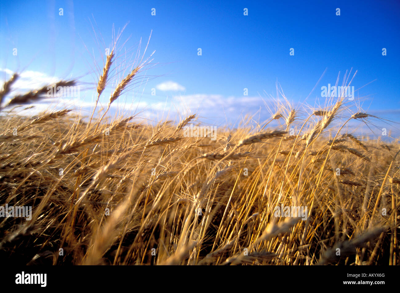 Wheat field in the Red River Valley of Minnesota Stock Photo - Alamy
