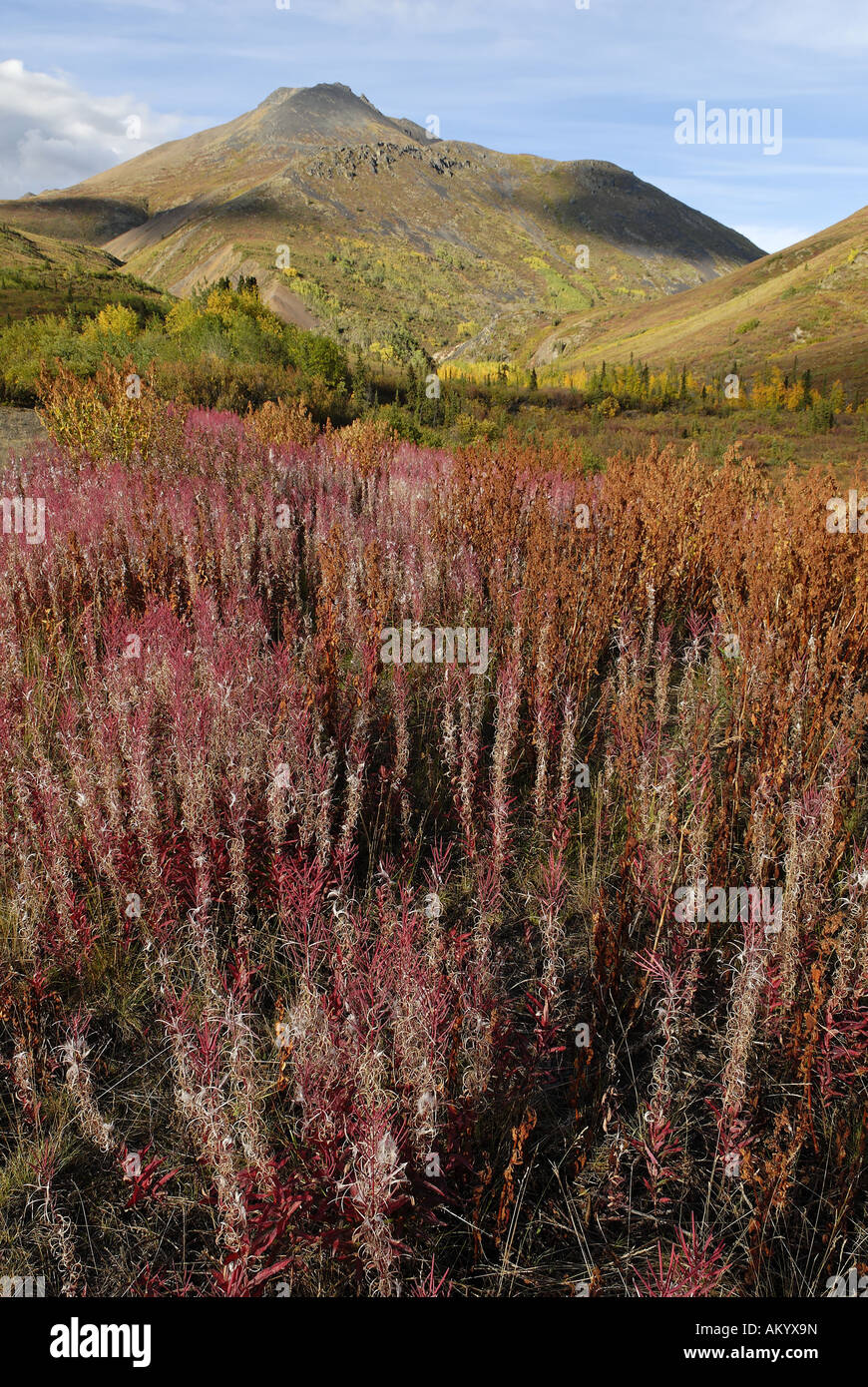 Red fireweed at Tombstone Territorial Park, Dempster Highway, Yukon ...