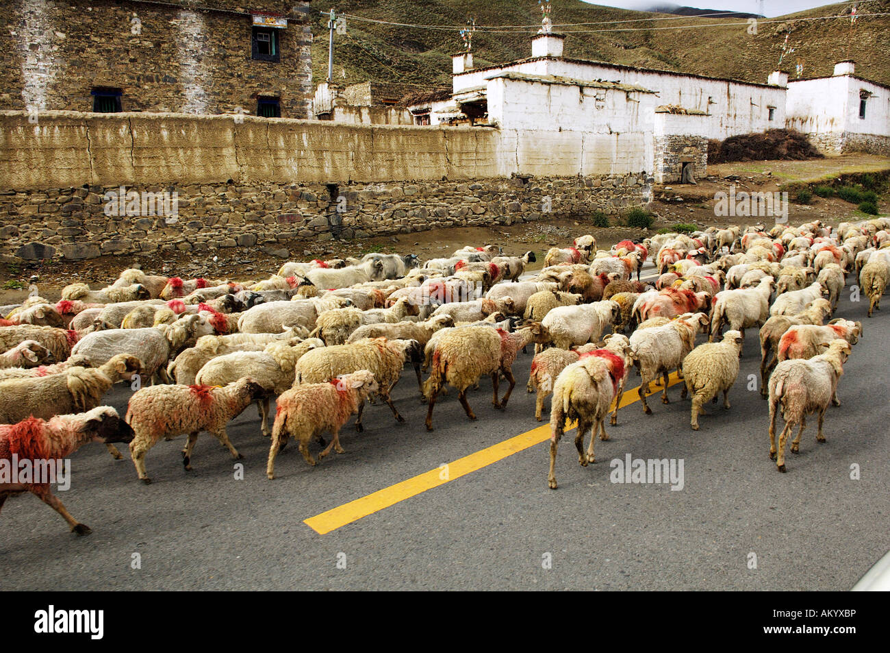 Flock of sheep near Lhasa, Tibet, Asia Stock Photo - Alamy