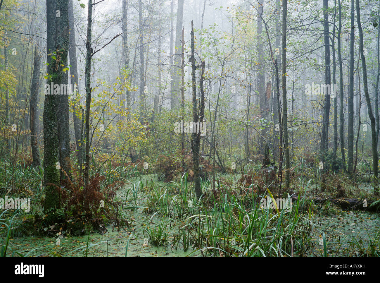 Swampland in the masurian Borecker Forest (Puszcza Borecka, Poland ...
