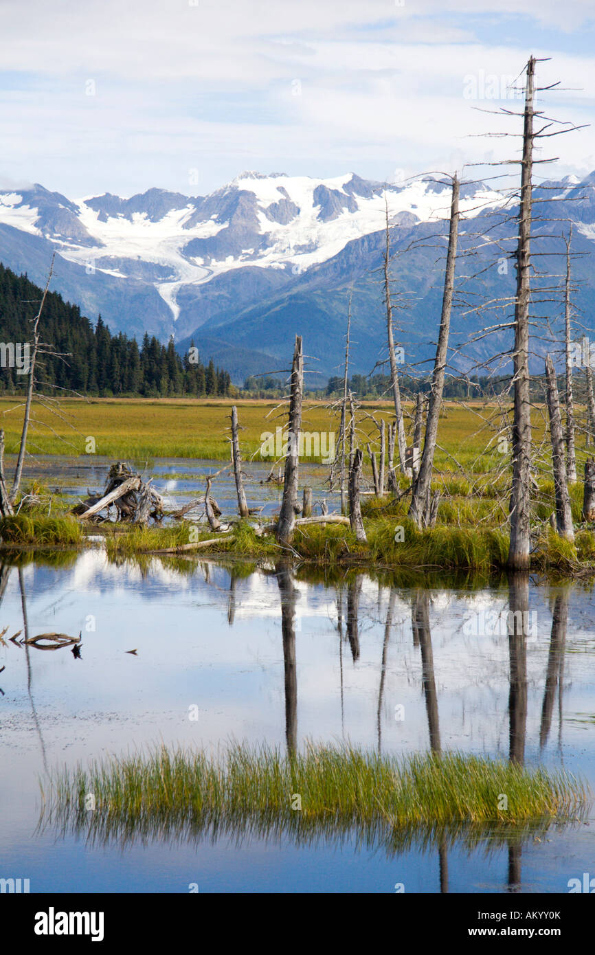 Dead wood in swamp, Kenai, Peninsula, Alaska, USA Stock Photo - Alamy