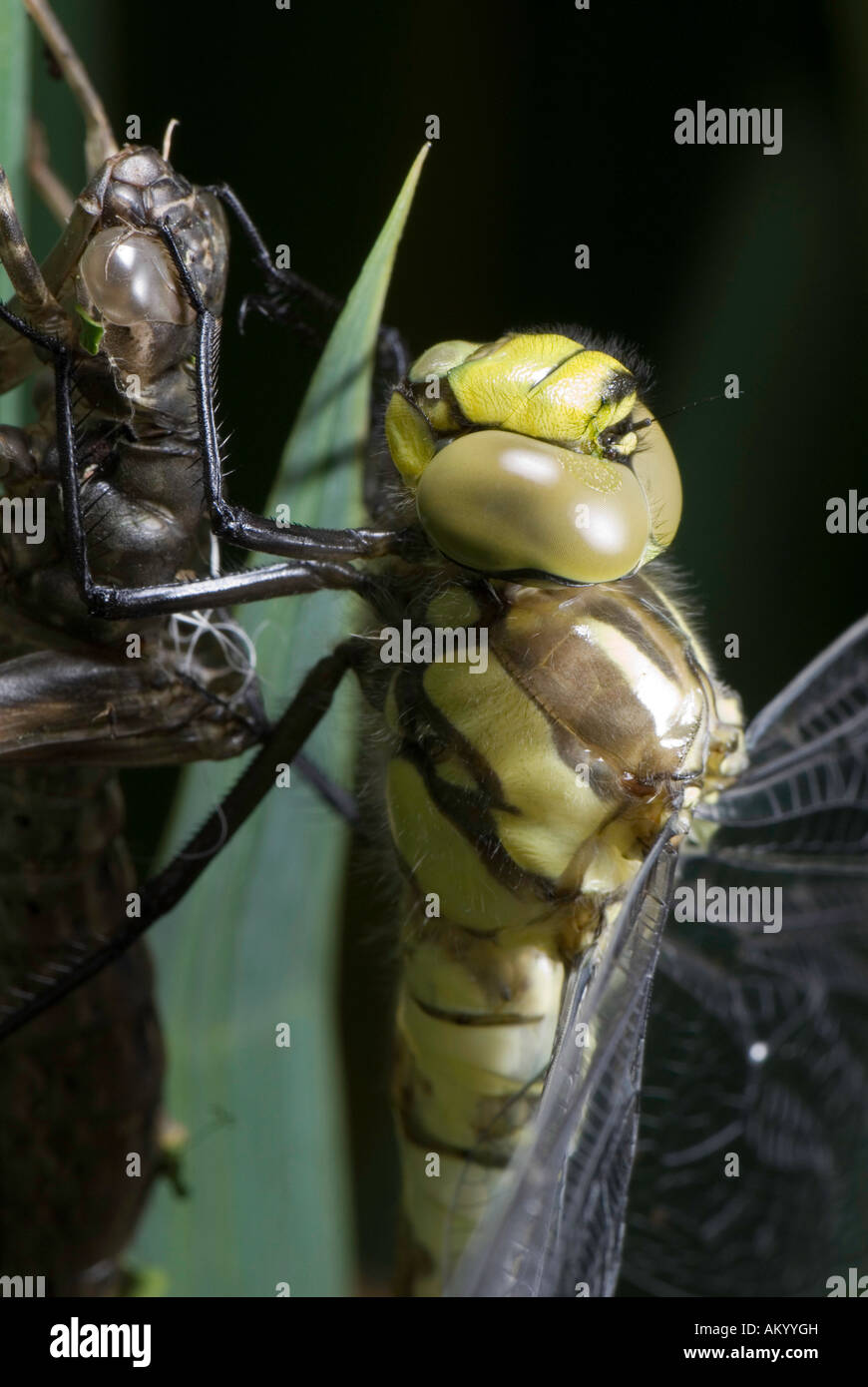 Newly emerged hawker dragonfly resting on exuvia anisoptera hi-res ...