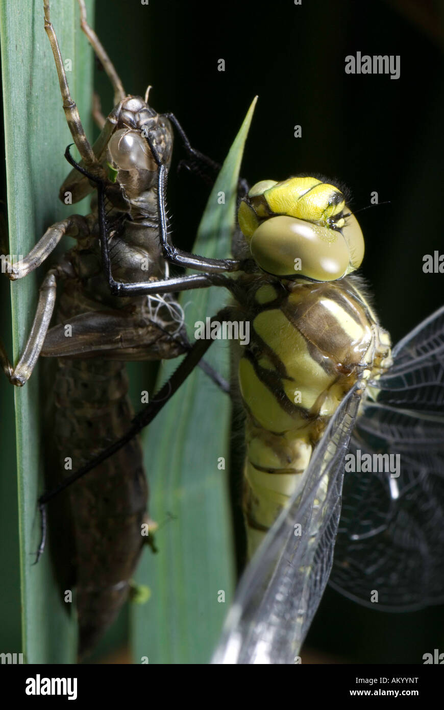 newly emerged Hawker dragonfly resting on exuvia Stock Photo - Alamy