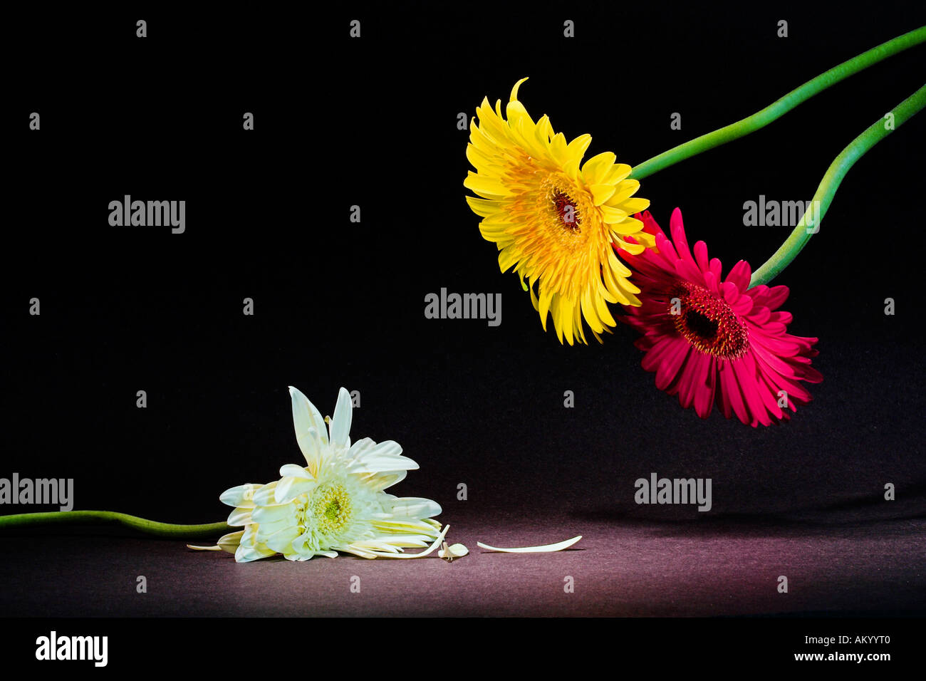 The Transience of Life Stock Photo - Alamy