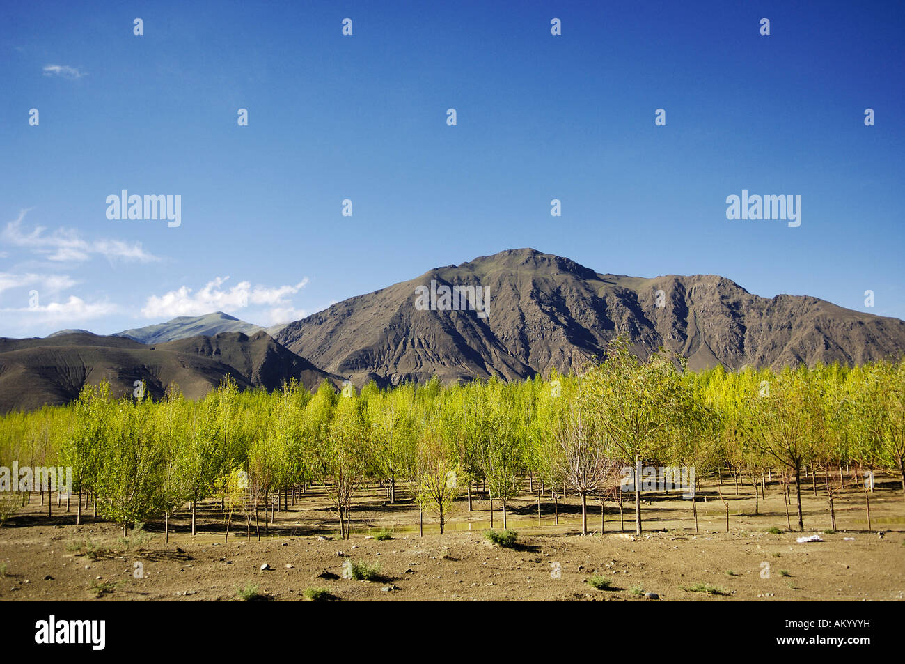 Afforestation near Lhasa, Tibet, Asia Stock Photo - Alamy