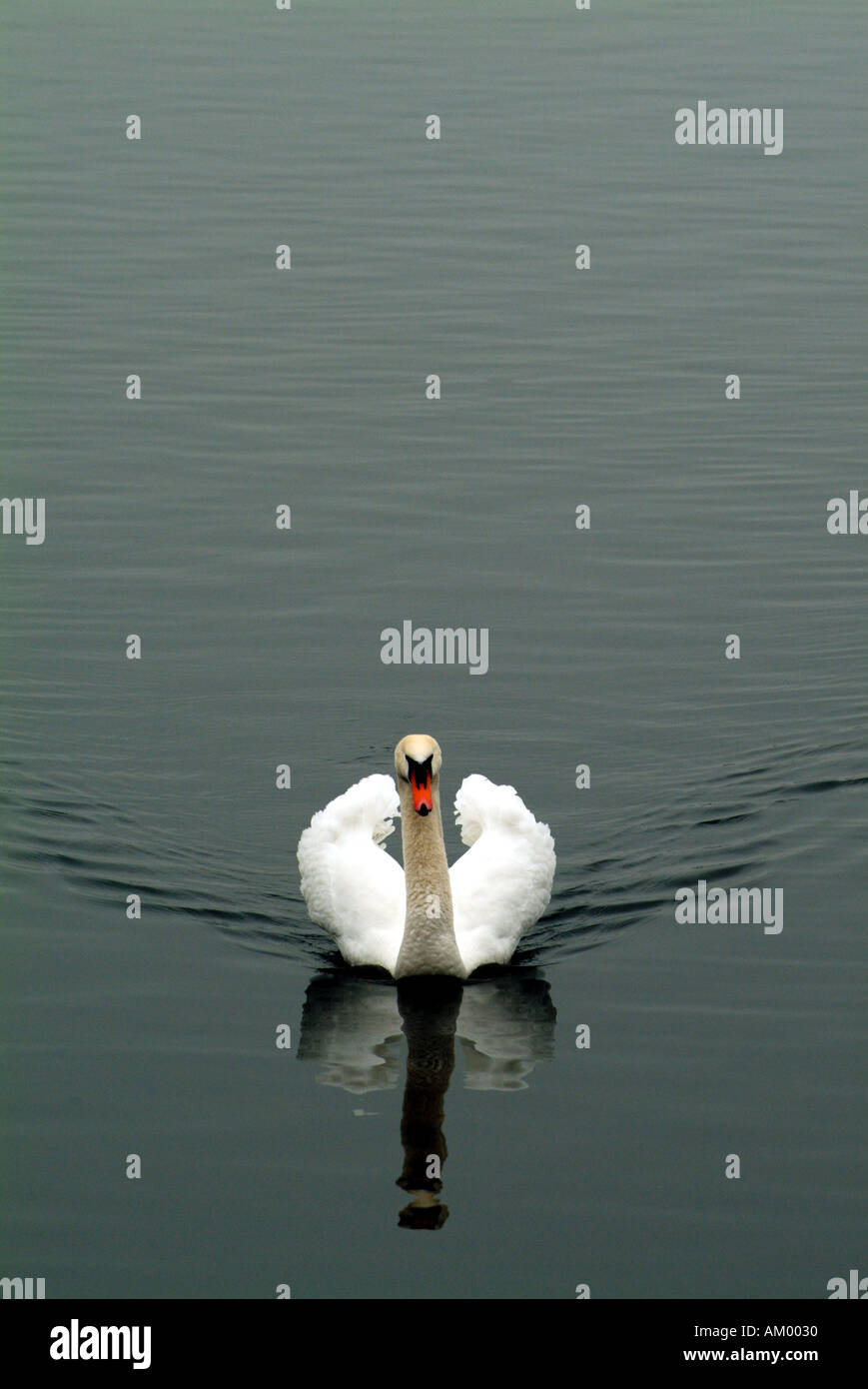 Graceful black swan hi-res stock photography and images - Alamy