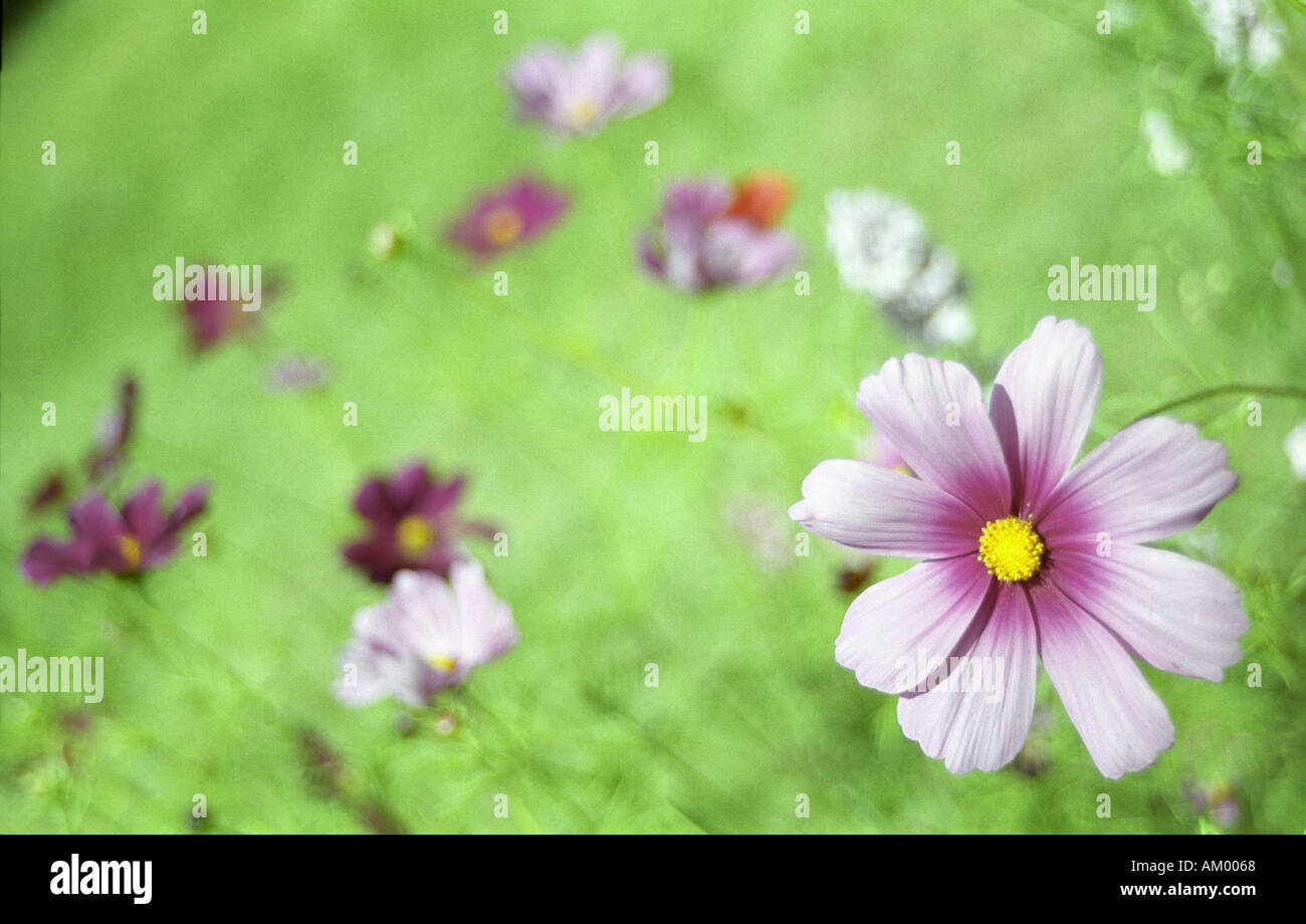 Random flowers hi-res stock photography and images - Alamy