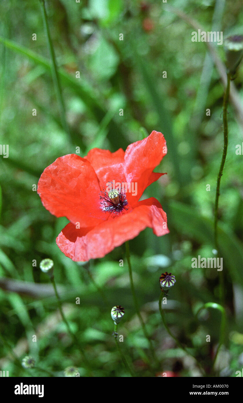 single red wild poppy Stock Photo - Alamy