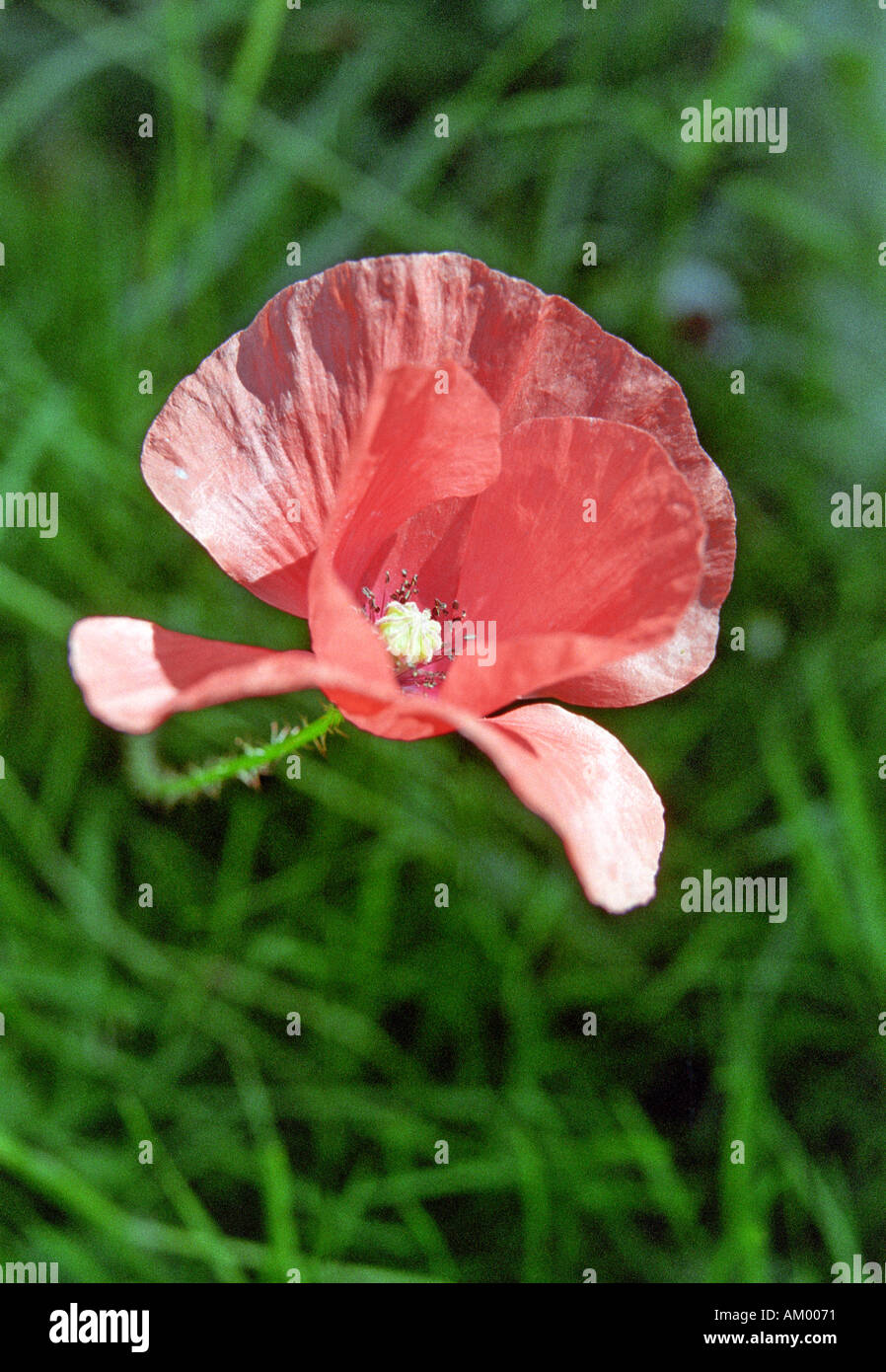Flower seed pod inside hi-res stock photography and images - Alamy