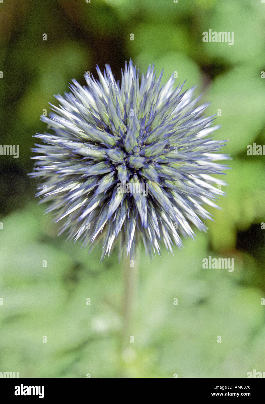 Globular flower bud hi-res stock photography and images - Alamy