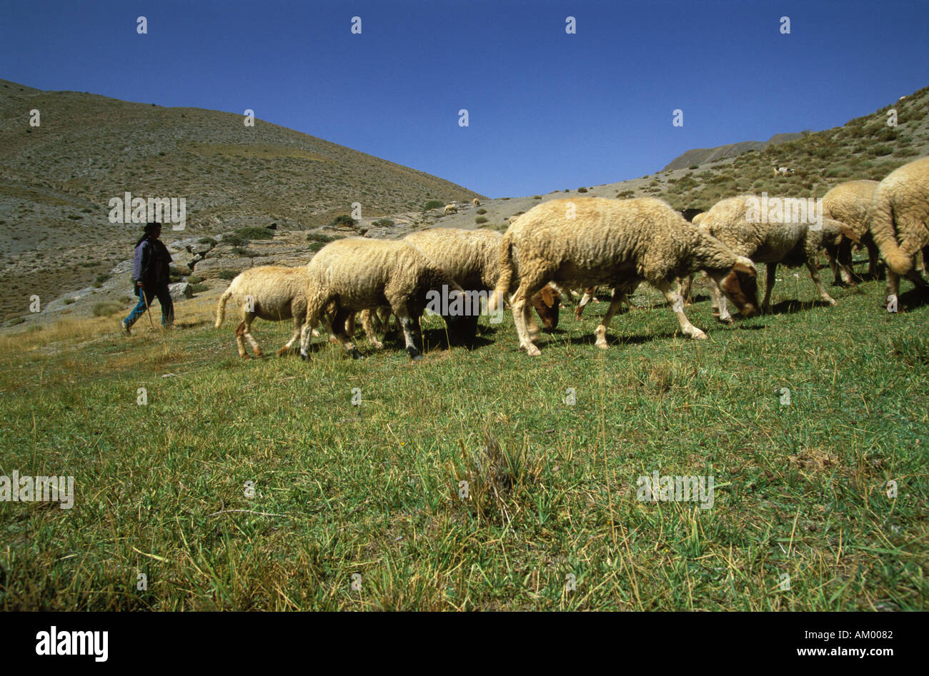 A Berber shepherd with his flock of sheep near Imilchil, the High Atlas ...
