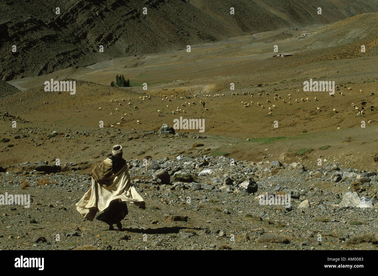 A Berber nomad follows his flock of sheep in the mountains near ...