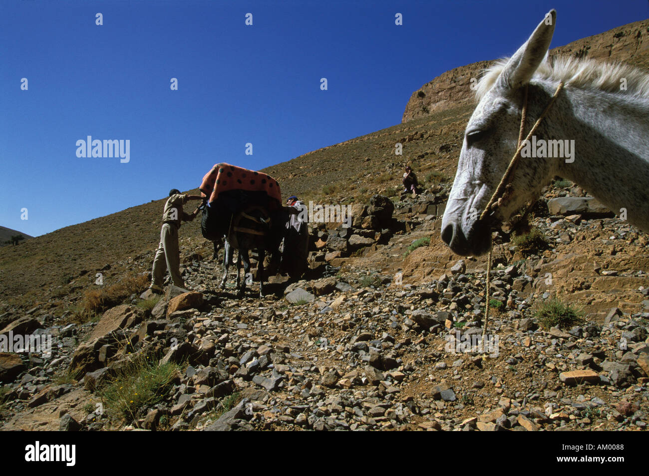 Berber mule keepers reload the gear onto their mules after a difficult ...
