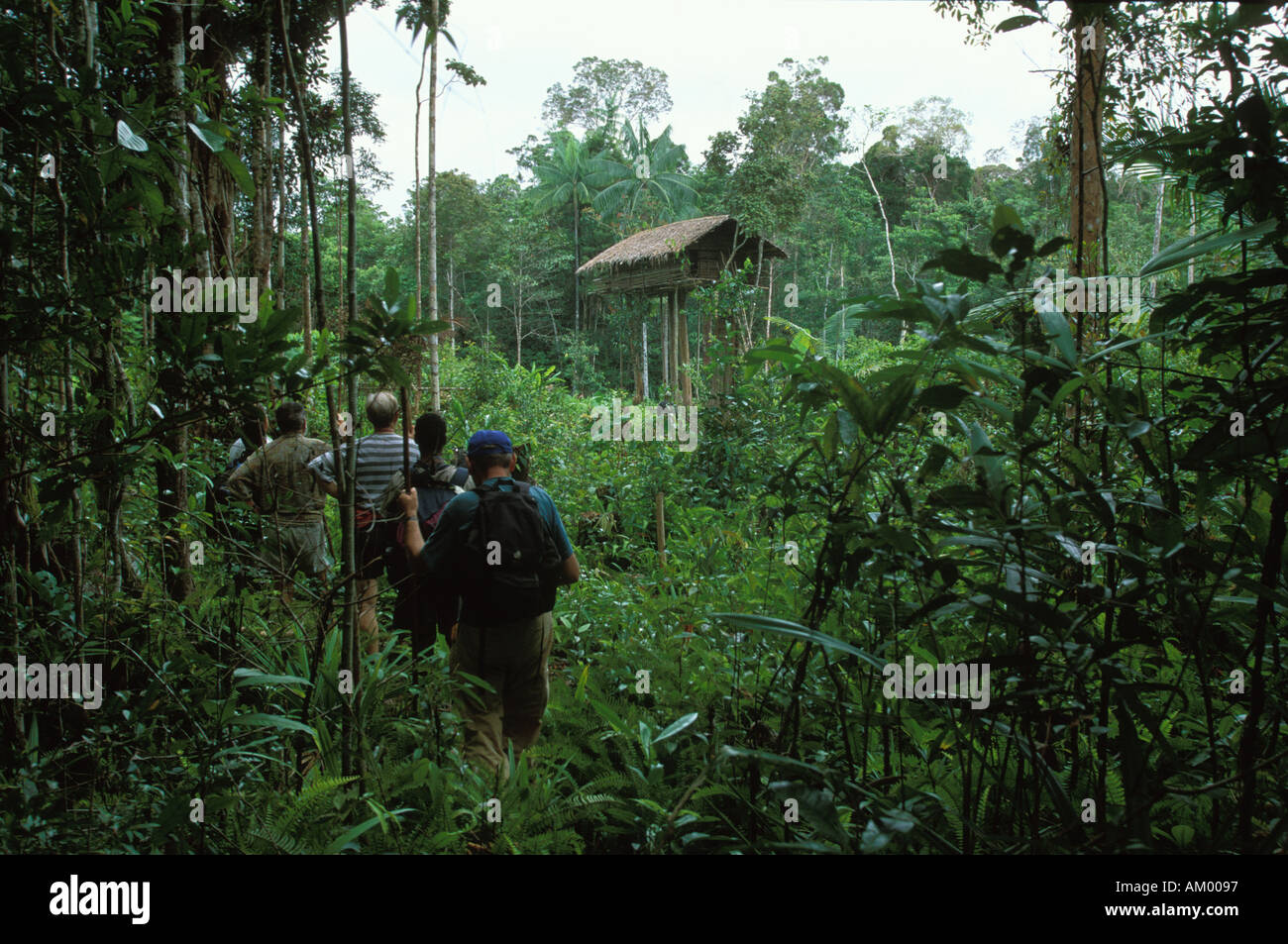 Ecotourists approaching a treehouse territory of the Kombai tribe ...