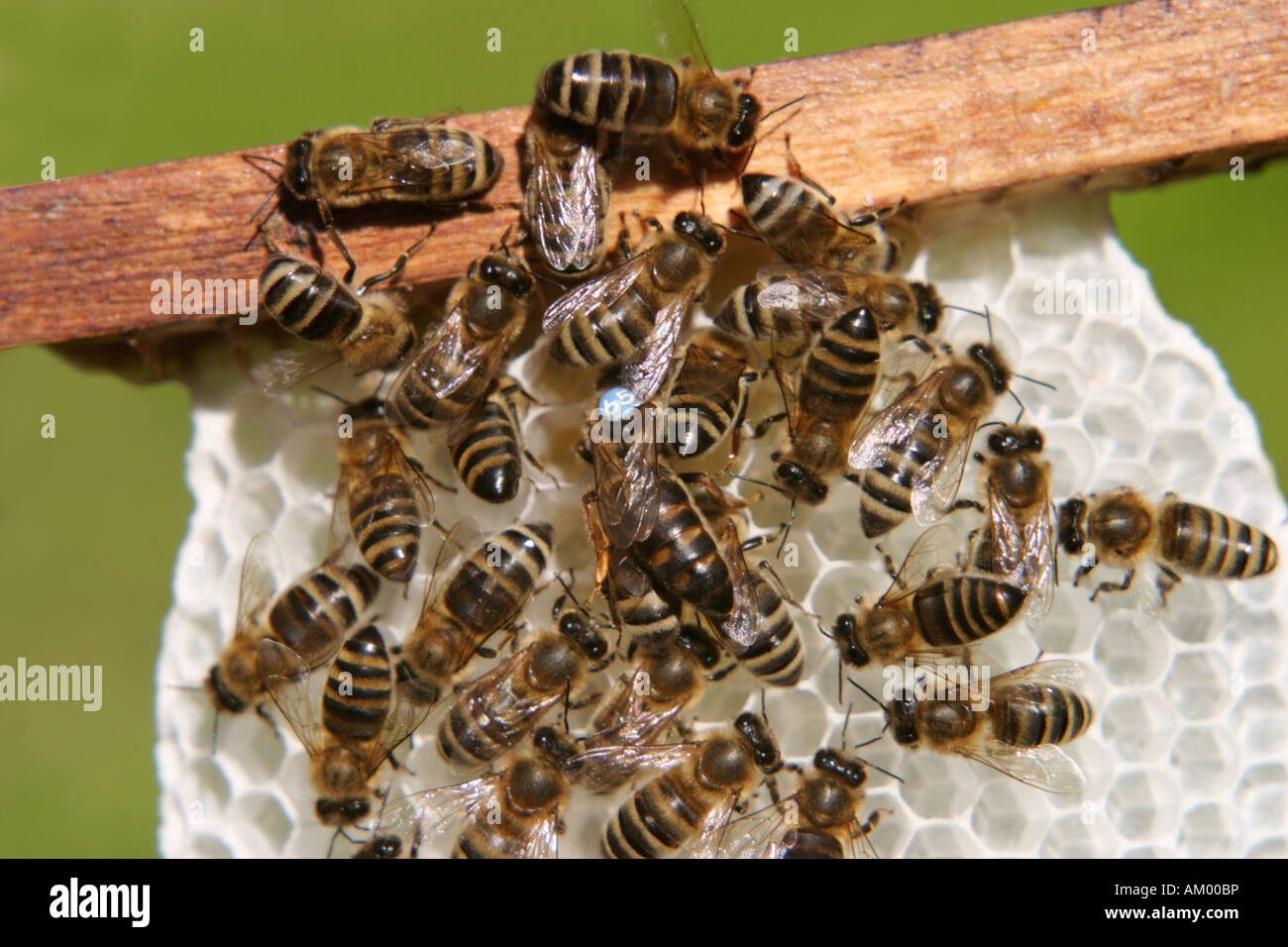 Bees with queen regina Stock Photo - Alamy
