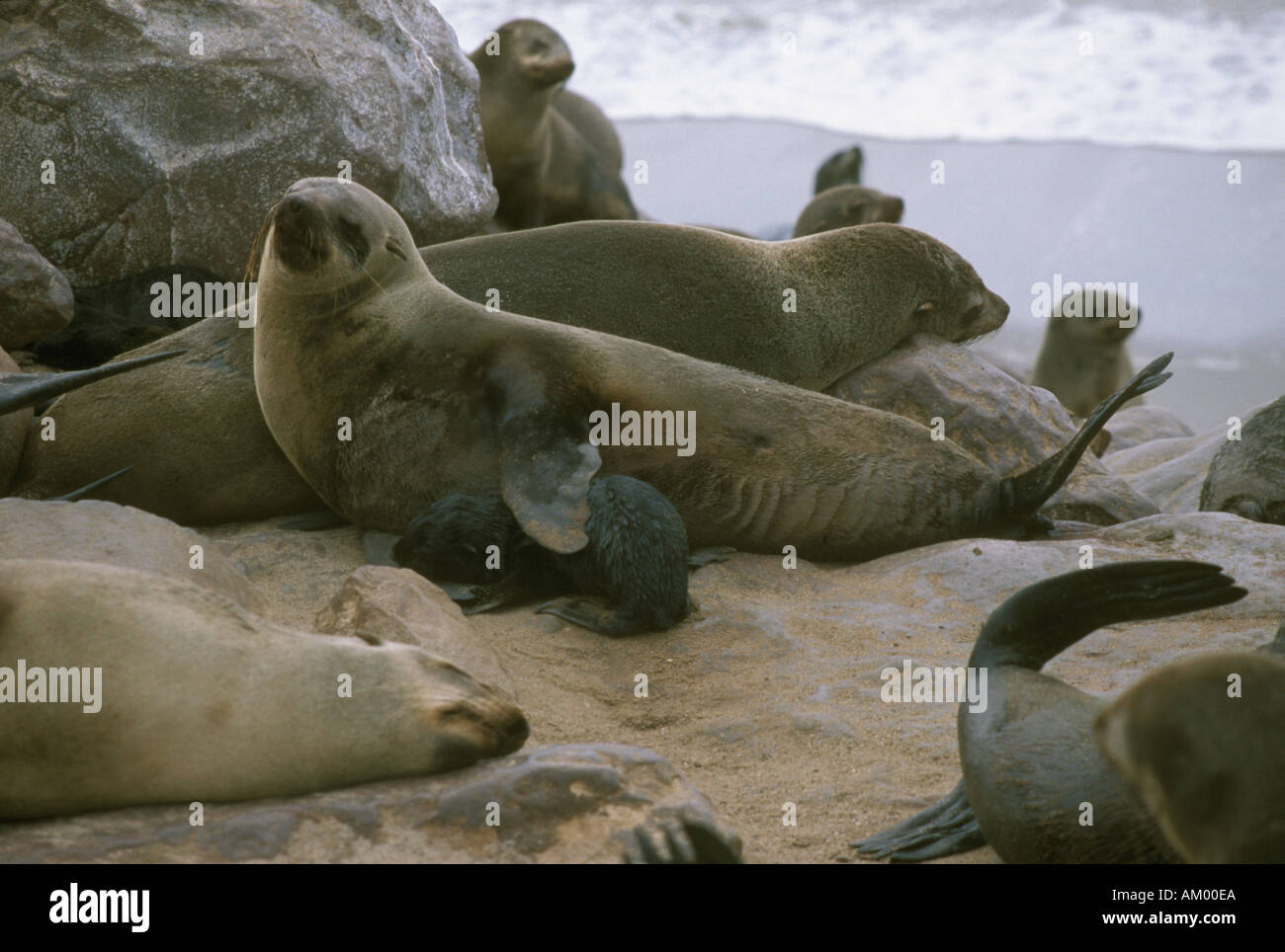 Cape Fur Seals on the beach at Cape Cross in Namibia Stock Photo - Alamy