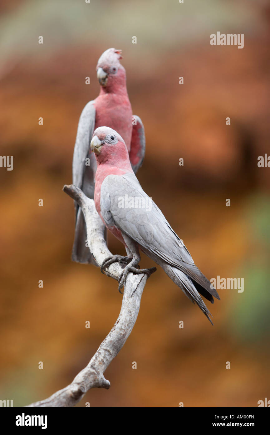 Two parrots on a perch Galah Cacatua roseicapilla Karijini National ...