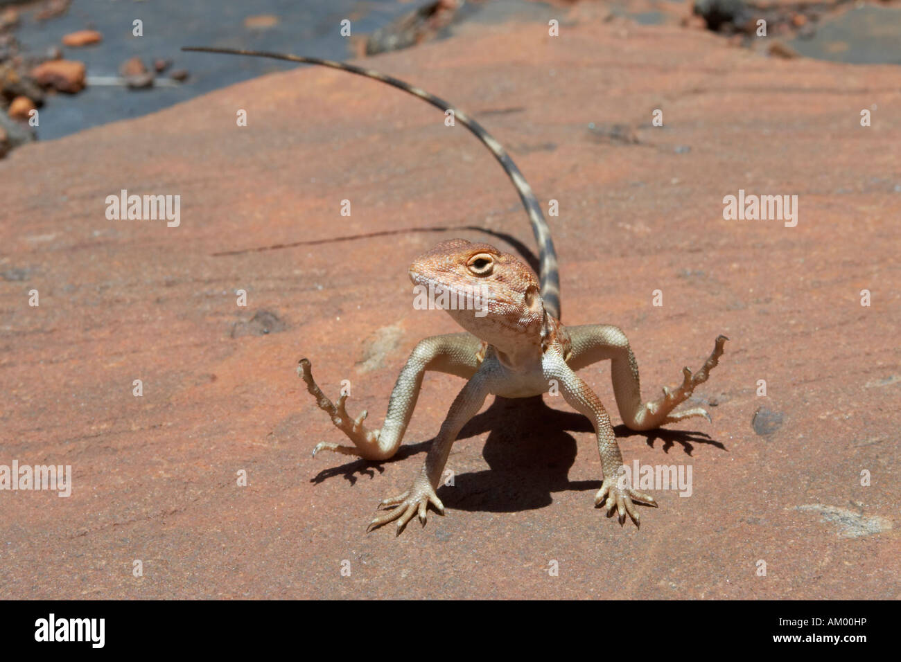 Lizard pilbara dragon lifting its feet because of hot stone Kalamina ...