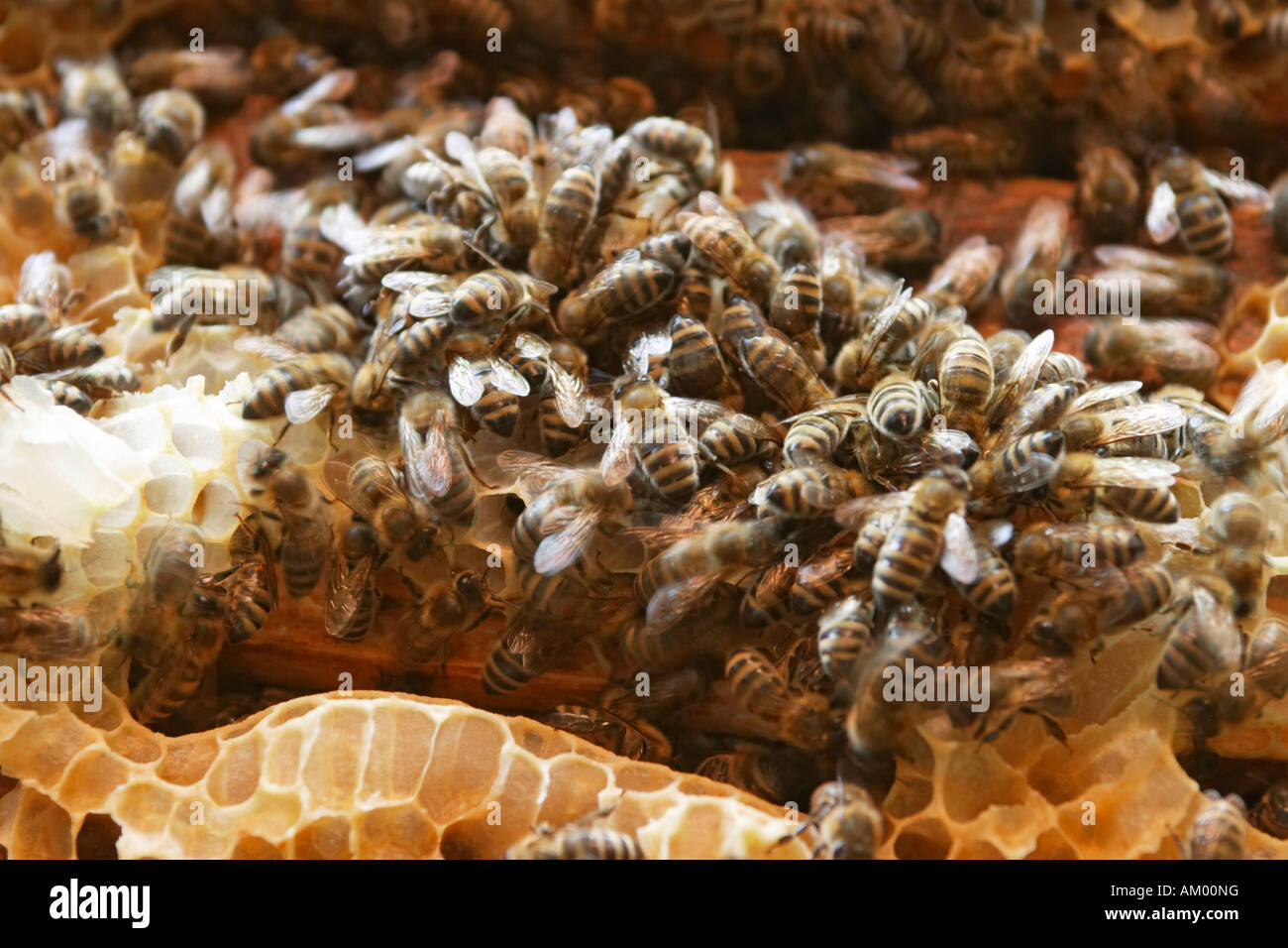 Bees on a honeycomb Stock Photo - Alamy