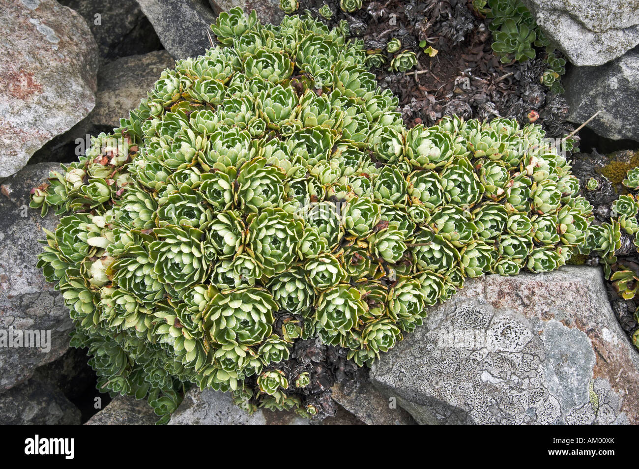 Emerald green mountain plant on rocky surface Stock Photo - Alamy